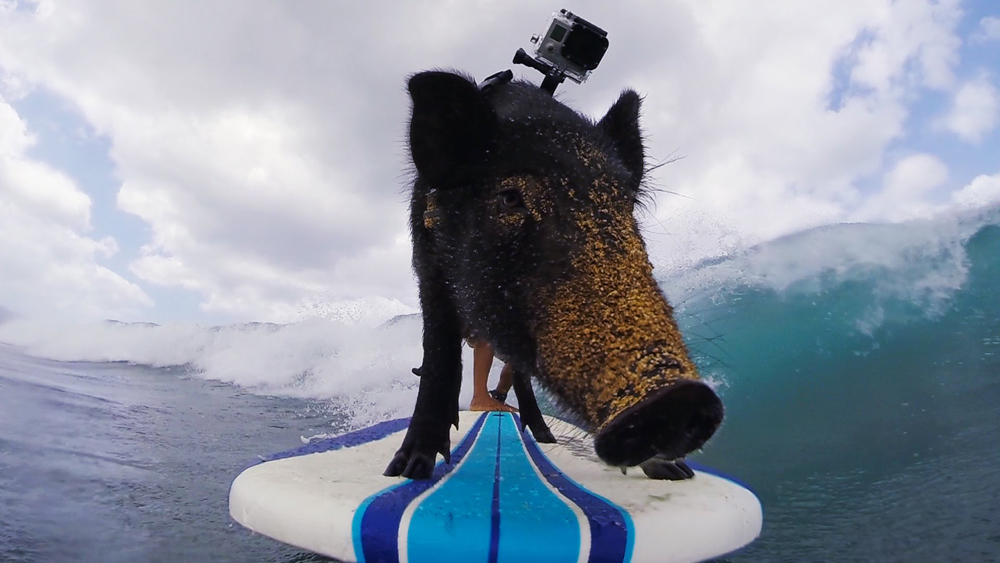 10 Raddest Surfing Animals We’ve Ever Seen
